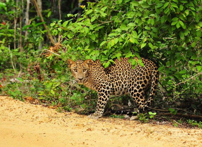 Leopards of Wilpattu National Park